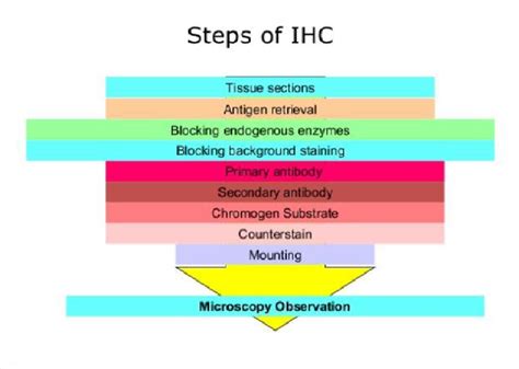 What Is Immuno Histo Chemistry How To Search Ihc Laboratory For Research Samples Research Sop