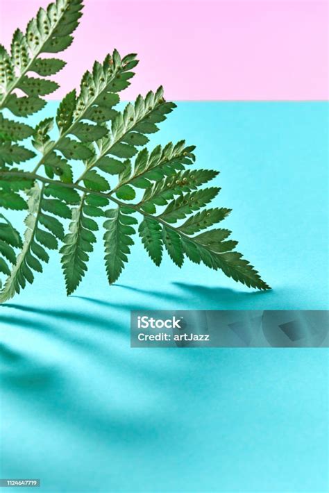 고 사리 잎 뒷면 블루 핑크 더블 배경 텍스트 및 그림자 패턴 공간에 의해 표현 엽서 레이아웃 0명에 대한 스톡 사진 및 기타 이미지 Istock