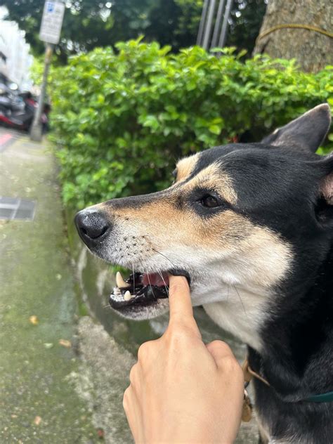 訓練師的狗沒有比較乖🤗 而且訓練師也跟你一樣會鬧自己的狗😂 ️趁庫瑪🐶打呵欠的時候把手指伸進去碰瓷🤣 ️我還會在庫瑪睡覺時放食物在他鼻子前