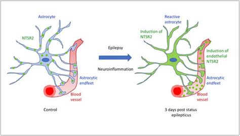 Astrocytes Structure