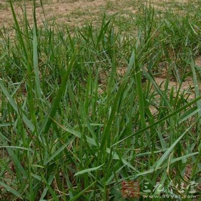 铺地黍 牛筋草 香茅 大山谷图库