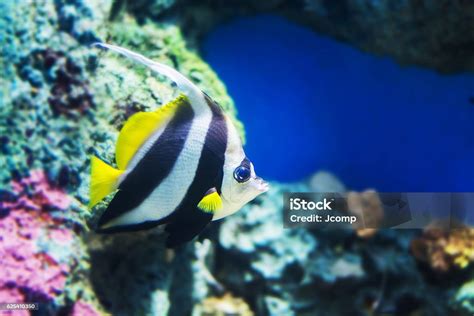 열대 물고기 페넌트 산호어 또는 코치맨 무어 우상 물고기 0명에 대한 스톡 사진 및 기타 이미지 0명 노랑 두동가리돔속 Istock