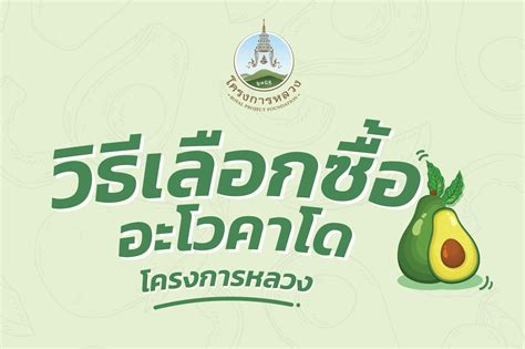 🤔🤔มารู้จักวิธีเลือกซื้ออะโวคาโดกันค่ โครงการหลวง ดี อร่อย