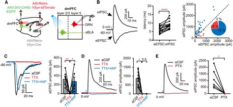 Deconstructing The Neural Circuit Underlying Social Hierarchy In Mice Neuron