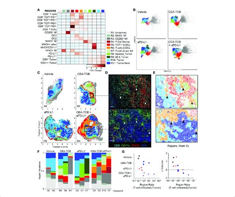 Cytomap Based Regional Analysis Of The Mc38 Cea Tumor Download