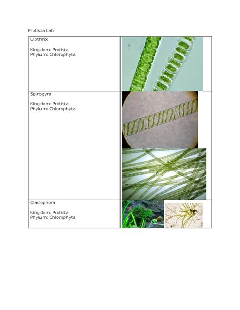 Protista Lab Protista Lab Ulothrix Kingdom Protista Phylum