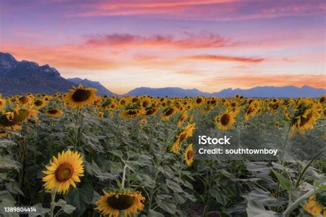 봄 들판의 아름다운 해바라기와 해바라기의 식물은 여행 장소 카오 친 래 해바라기 필드 로프 부리 지방 태국의 넓음 식물입니다 들에 대한 스톡 사진 및 기타 이미지 Istock