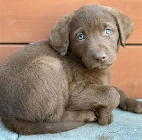 15 Adorable Photos Of Chesapeake Bay Retriever Puppies With Pure Beauty