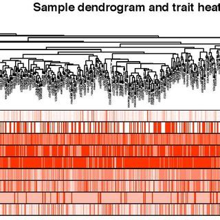 Clustering Dendrogram Of 502 HNSCC Samples And The Clinical Traits The