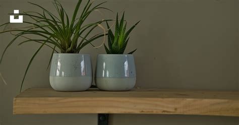 흰색 세라믹 냄비에 녹색 식물 사진 Unsplash의 무료 식물 이미지