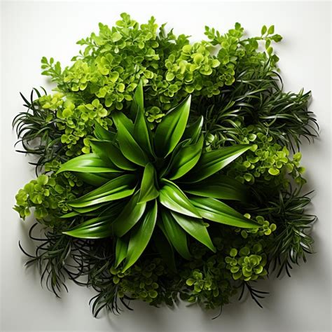 Create An Image Of A Top View Of A Dense Clump Of Grasses Isolated On A