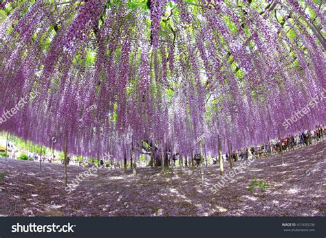 Types Of Drooping Purple Flowers