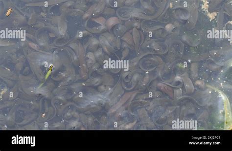 Frogspawn And Tadpoles Stock Videos And Footage Hd And 4k Video Clips