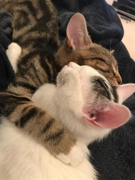 The Hug R Heckthisiswholesome