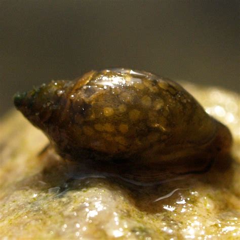 Bladder Snails Revealed