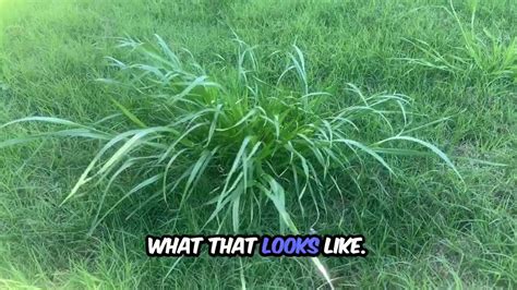 The North Texas Homeowners Crabgrass Control Calendar Pestcontrolsblog