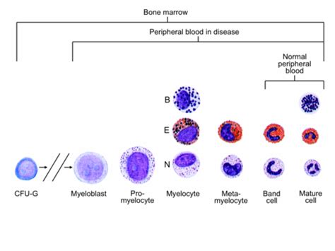Structure And Function Of The Hematologic System Exam 2 Flashcards