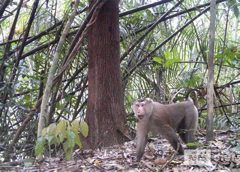 ប្រទះឃើញ«សត្វកម្រជិតផុតពូជ៤ប្រភេទនៅតំបន់ការពារធម្មជាតិកម្ពុជា សុីសុីថាមស៍