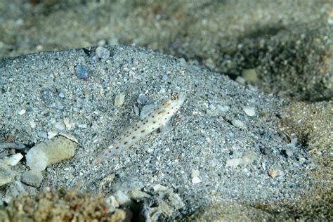 斑帶吻鰕虎 Oceantag 學習網