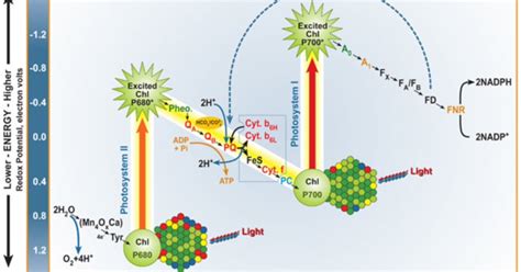 Photosystem Z Scheme Order Quiz By Cementcore