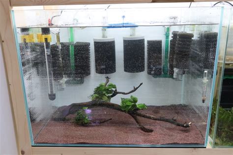 2자광폭 금붕어어항에 유목 넣고 여과기설치 네이버 블로그