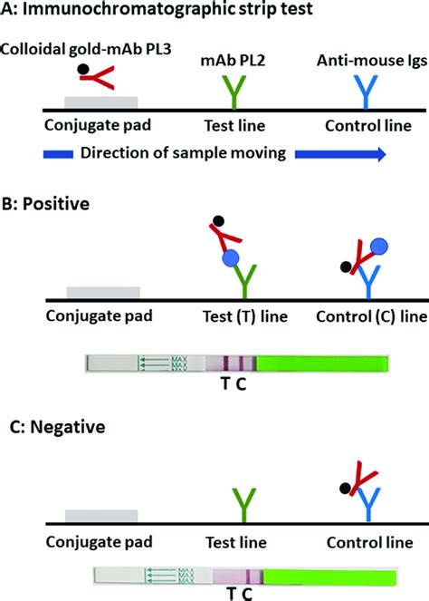 Schematic Diagram Demonstrating The Principle Of The Download Scientific Diagram