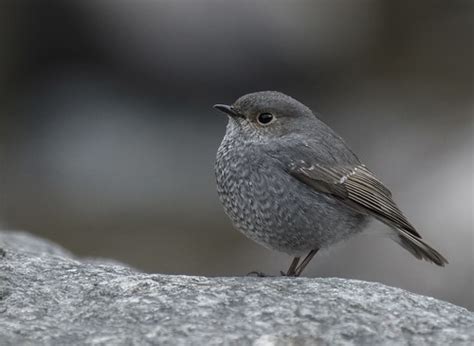 Rajesh Chowdhury Flickr