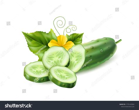 Vector Realistic Cucumber Green Stem Leaves Stock Vector Royalty Free 1779145004 Shutterstock