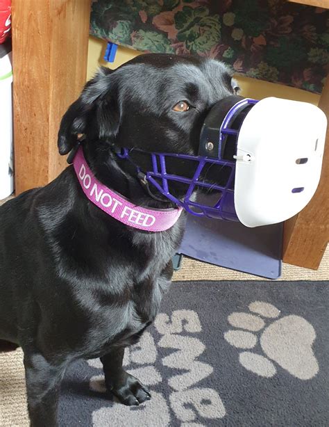 Muzzle Poop Guard The Muzzle Shop