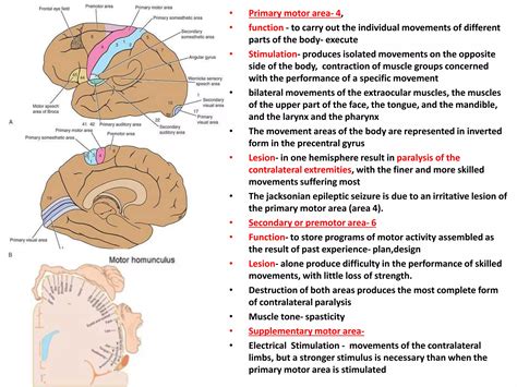 Hod Cerebrum Areas And Limbic Systempptx