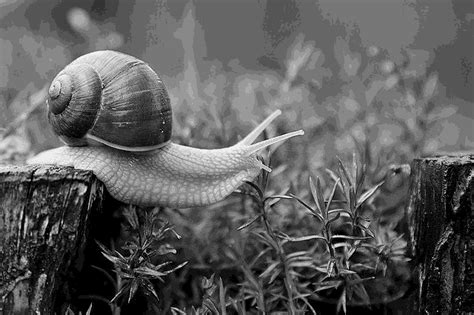 ImageMagickでカラー画像をn bit Grayscale png画像に変換する ぬの部屋仮