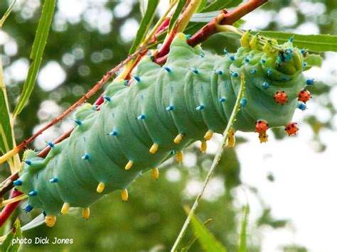 Biggest Caterpillar In The World