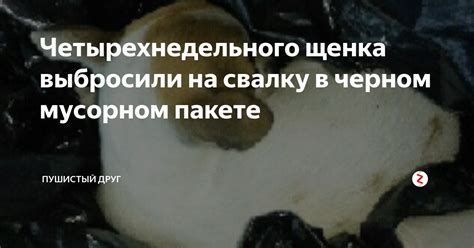 Четырехнедельного щенка выбросили на свалку в черном мусорном пакете Пушистый друг Дзен