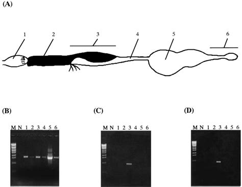 Whole Cell Hybridization To 16s Rrna Of The Symbiotic Bacteria In The Download Scientific