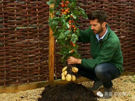 英國人研究出了地上茄子地下土豆的神物再加個青椒就能做地三鮮了好麼 每日頭條