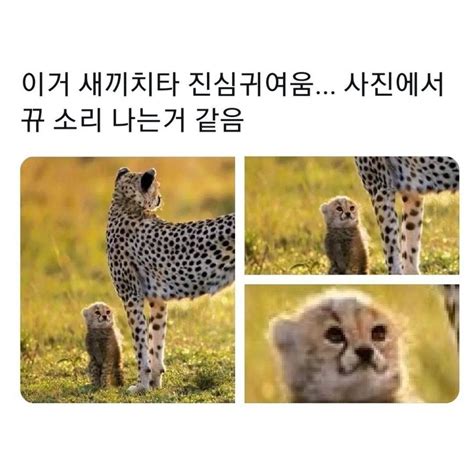 미치도록 귀여운 새끼치타 인스티즈 Instiz 이슈 카테고리
