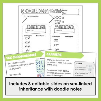 Sex Linked Traits Lesson By The Tropical Science Teacher TPT