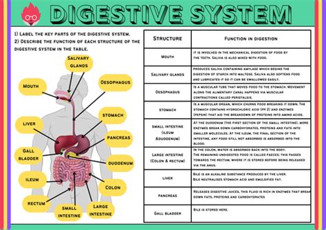 Digestion Biology Igcse Gcse Pdf Teaching Resources