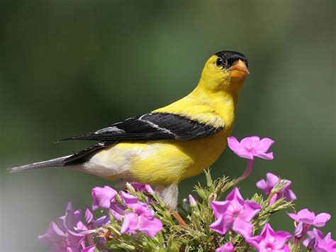 American Goldfinch Id Facts Diet Habit And More Birdzilla