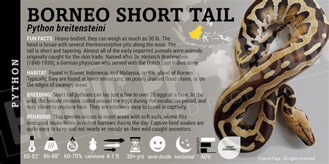 Python Breitensteini Borneo Short Tail Python Cards And Enclosure