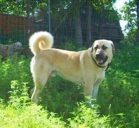 Treeing Walker Coonhound Puppies For Sale