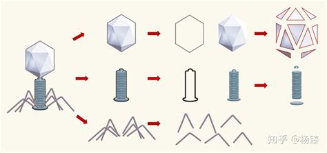 跟nature学科研绘图：死亡细胞、酶蛋白、噬菌体的ppt画法 知乎