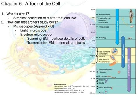Ppt Discovering Cells A Fascinating Journey Into The Microscopic World Powerpoint