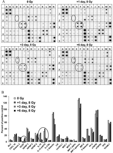 Cytokine Antibody Array In Mouse Serum After Tbi A Cytokine Array Download Scientific Diagram
