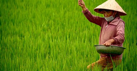 Hội An 경치 경치가 좋은 고깔형 모자 고요한 근로자 낮 녹지 논 농경 문화 농산업 농업 농업 장비 농작물 농장 농지 농촌 노동력 농촌