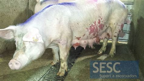 A Lantemortem Saprecien Múltiples Ulceres Afectant Els Flancs I A Les