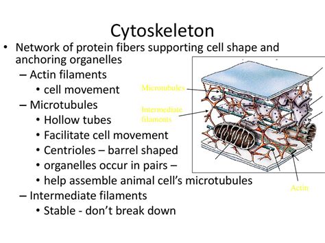 Cell Theory All Organisms Are Composed Of One Or More Cells Ppt Download