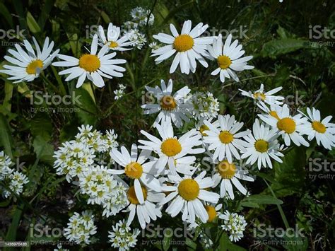 피는 데이지의 들판 초원 꽃입니다 노란 꽃 코어가있는 흰색 꽃잎 화단에서 여름에 많은 약용 식물 엽서 또는 그림 무고한 꽃다발 0명에 대한 스톡 사진 및 기타 이미지