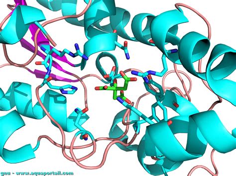 Mutase Définition Et Explications