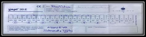 Data On Api 20 E Result Paper Download Scientific Diagram